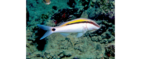 Dash-dot Goatfish | Reef Environmental Education Foundation