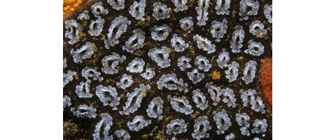 golden star tunicate | Reef Environmental Education Foundation
