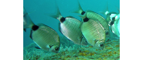 Spottail Pinfish, Spottail Pinfish | Reef Environmental Education ...
