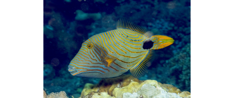 orange triggerfish