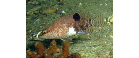 Belted Sandfish | Reef Environmental Education Foundation