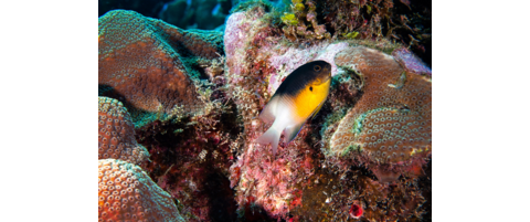 bicolour damselfish