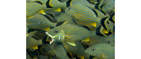 Bluestriped Grunt | Reef Environmental Education Foundation