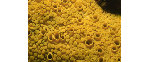 boring sponge | Reef Environmental Education Foundation