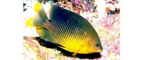 Cocoa Damselfish, Cocoa Damselfish (Adult), Cocoa Damselfish (Juvenile ...