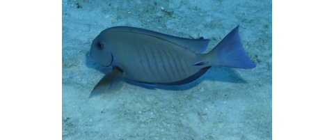 Doctorfish | Reef Environmental Education Foundation