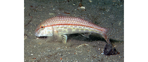 Red Goatfish | Reef Environmental Education Foundation