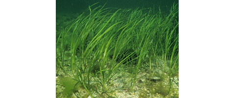 eel grass | Reef Environmental Education Foundation