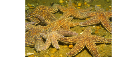 forbes' sea star | Reef Environmental Education Foundation