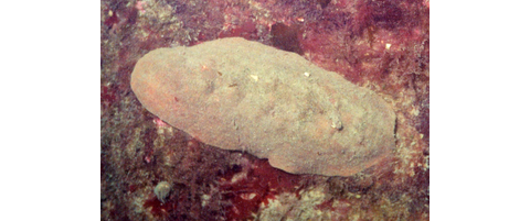 Gumboot Chiton | Reef Environmental Education Foundation
