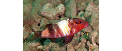 Manybar Goatfish | Reef Environmental Education Foundation