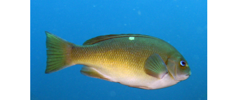 Opaleye | Reef Environmental Education Foundation