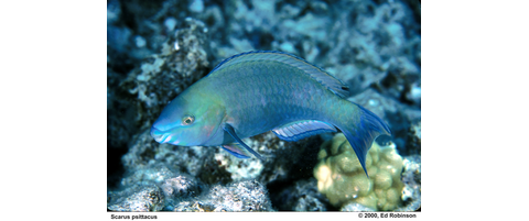 Palenose Parrotfish | Reef Environmental Education Foundation