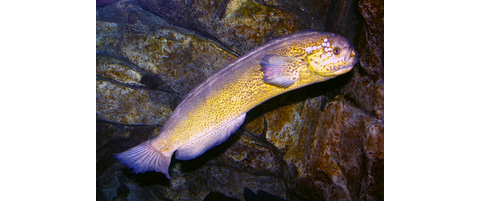 Prowfish | Reef Environmental Education Foundation