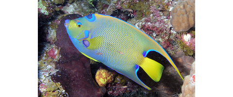 Queen Angelfish | Reef Environmental Education Foundation