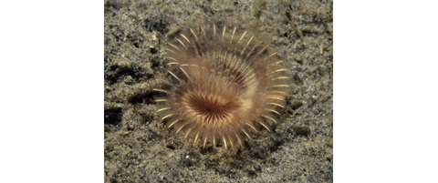 sabellid worm | Reef Environmental Education Foundation