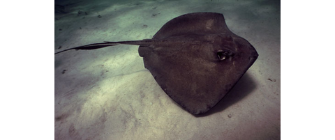 Southern Stingray, Southern Stingray, Southern Stingray | Reef ...