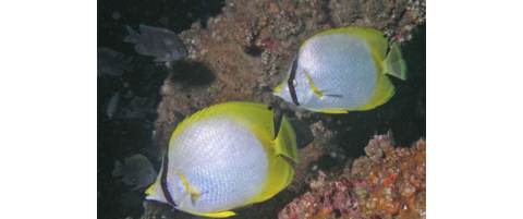 Spotfin Butterflyfish | Reef Environmental Education Foundation