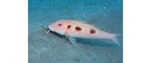 Spotted Goatfish | Reef Environmental Education Foundation