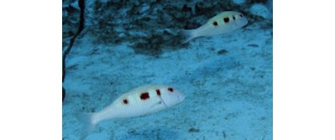 Spotted Goatfish | Reef Environmental Education Foundation