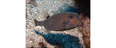 Spotted Boxfish | Reef Environmental Education Foundation