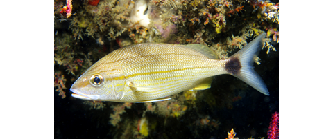 Tomtate, Tomtate | Reef Environmental Education Foundation