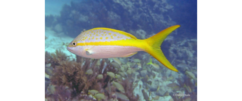 Yellowtail Snapper | Reef Environmental Education Foundation
