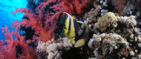 Reef Environmental Education Foundation | Conserving Oceans Through ...