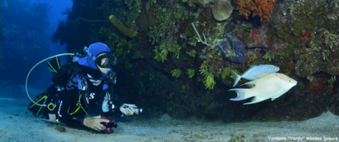 Reef Environmental Education Foundation | Conserving Oceans Through ...