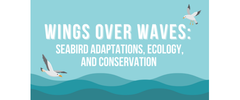 Wings Over Waves: Seabird Adaptations, Ecology, and Conservation | Reef ...