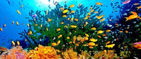 Reef Environmental Education Foundation | Conserving Oceans Through ...