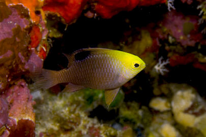 Species Galleries - South Pacific | Reef Environmental Education Foundation