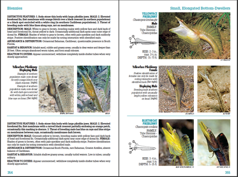 Reef Fish Identification - Florida, Caribbean and Bahamas, 4th edition ...