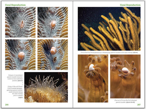 Reef Coral Identification, 3rd edition - Florida, Caribbean and Bahamas ...