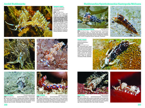 Reef Creature Identification, 3rd edition - Florida, Caribbean, and ...