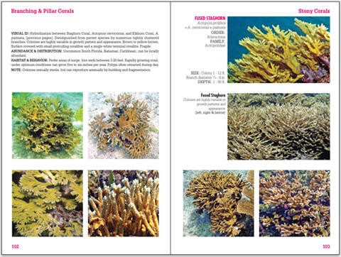 Reef Coral Identification, 3rd edition - Florida, Caribbean and Bahamas ...
