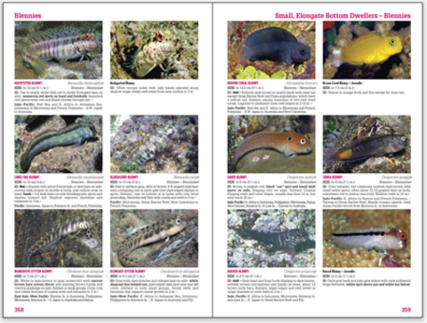 Tropical Pacific Fish Identification - 2nd edition 2015 | Reef ...