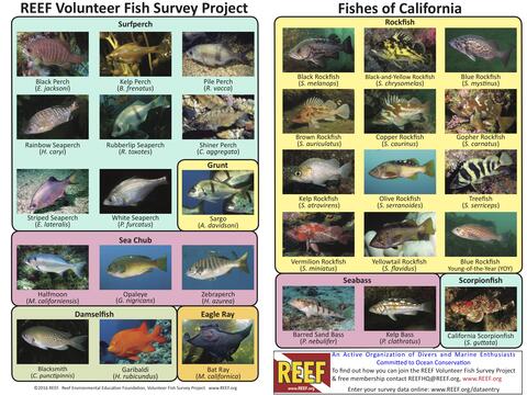 CAL - Color ID Cards | Reef Environmental Education Foundation