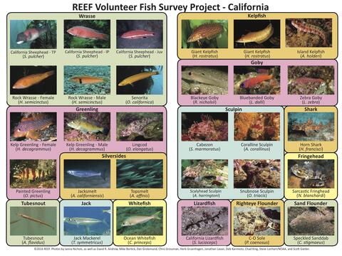 CAL - Color ID Cards | Reef Environmental Education Foundation