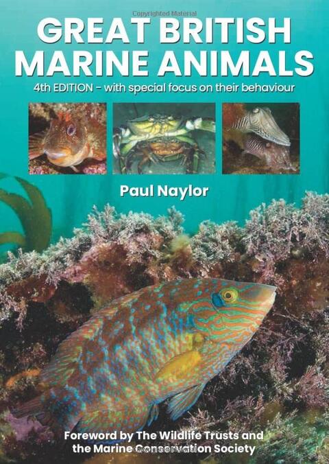 Great British Marine Animals | Reef Environmental Education Foundation