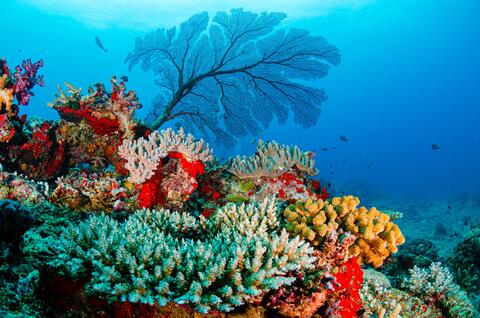 Donate to REEF | Reef Environmental Education Foundation