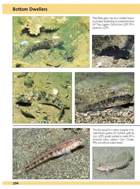 Europe and Mediterranean Marine Fish Identification Guide | Reef ...