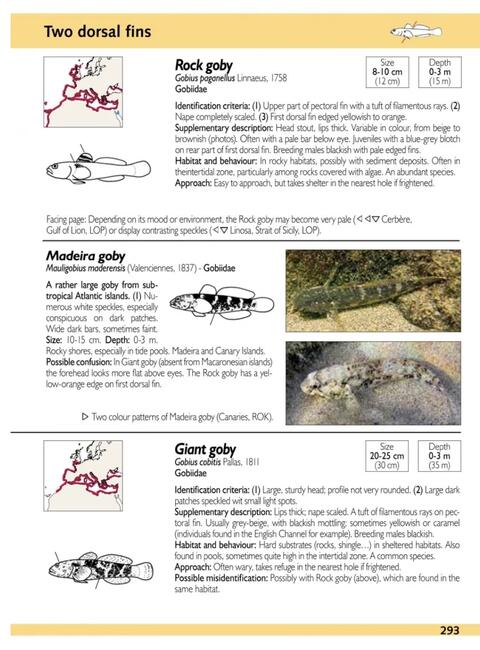 Europe and Mediterranean Marine Fish Identification Guide | Reef ...