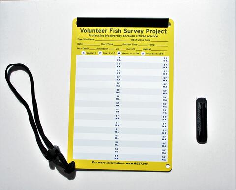 Standard (Yellow) Fish ID Slate | Reef Environmental Education Foundation