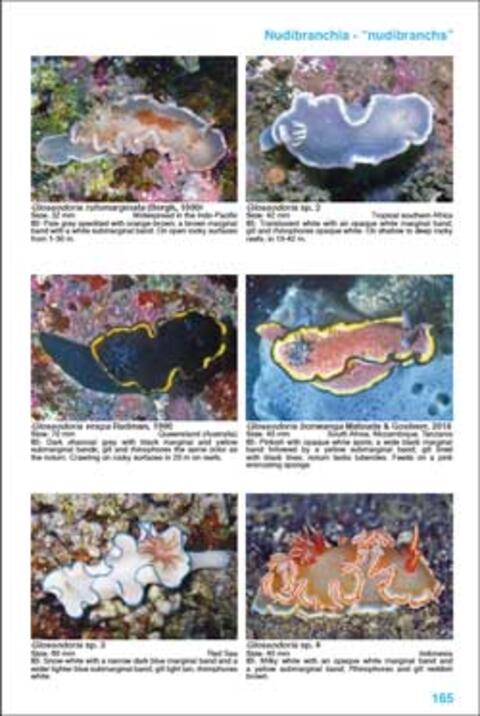 Nudibranch & Sea Slug Identification: Indo-Pacific, 2nd edition | Reef ...