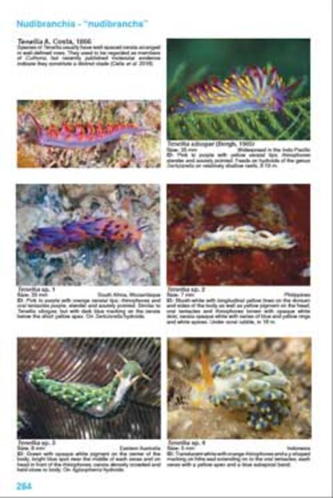 Nudibranch & Sea Slug Identification: Indo-Pacific, 2nd edition | Reef ...