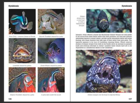 Reef Fish Behavior - Florida Caribbean Bahamas, 2nd ed. | Reef ...