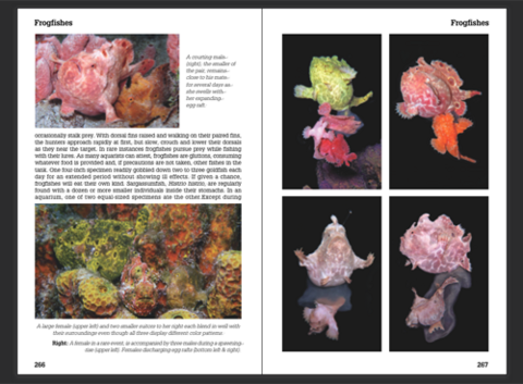 Reef Fish Behavior - Florida Caribbean Bahamas, 2nd ed. | Reef ...