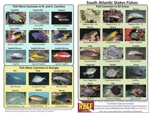SAS - Color ID Cards | Reef Environmental Education Foundation