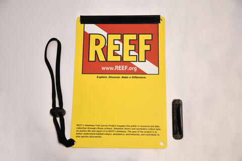 Standard (Yellow) Fish ID Slate | Reef Environmental Education Foundation